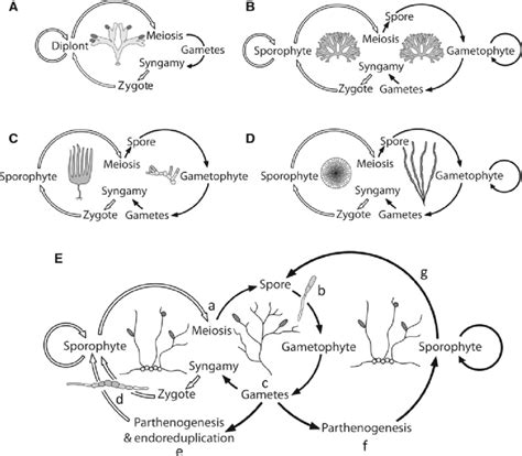 Life Cycle Laminaria And Fucus Brown Algae Doubt Solutions Maths