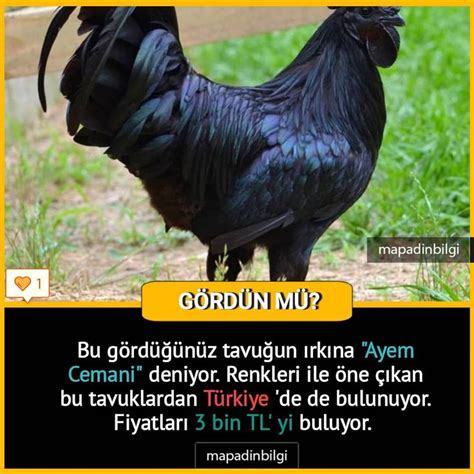 Ayem Cemani Siyah Tavuk Instagram Renkler Şimşek