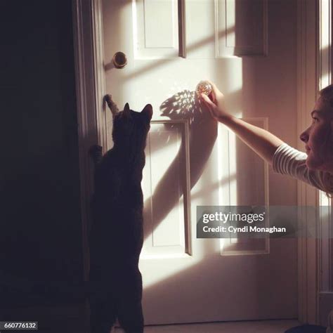 Rainbow Kitty Photos And Premium High Res Pictures Getty Images