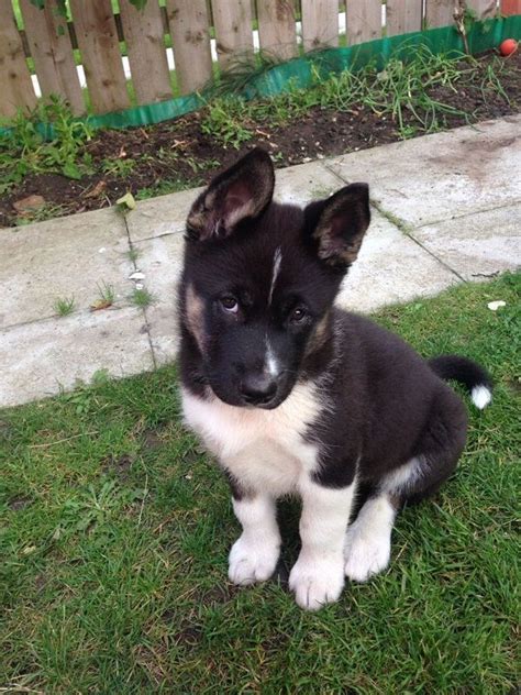 Huskita Akita Husky Mix Info Temperament Training Puppies