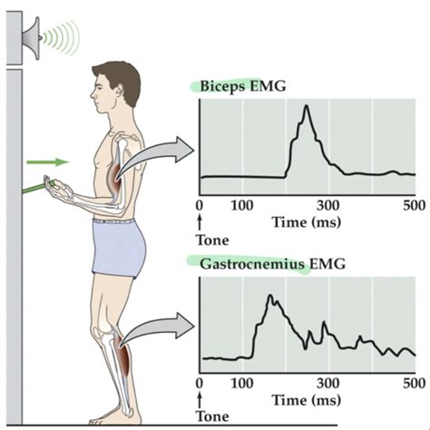 Motor Pathways Flashcards Quizlet