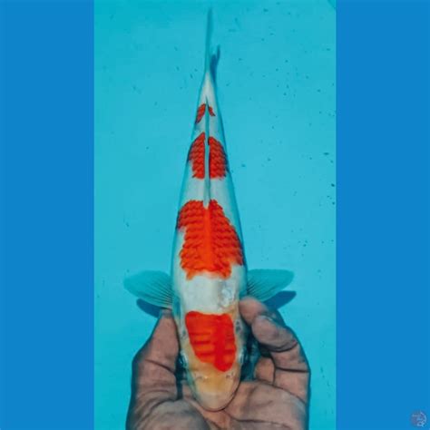 Lelang Koi Kohaku 30 ~ Mas Bren