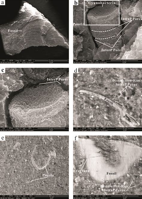 Examples Of Fossil Particles And Pores Within Oil Shales A Cross Download Scientific Diagram