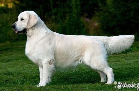English Cream Golden Retriever The Sire Of Our Current Litter Liberty