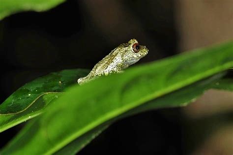 Unidentified Nocturnal Tree Frog Photographed At Night Flickr