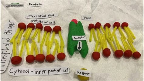 Cell Membrane At2 Youtube