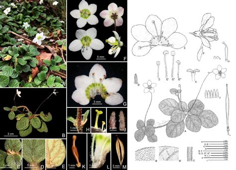 Species New To Science [botany • 2024] Oreocharis Hapii Gesneriaceae