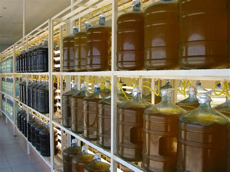 Culture Of Microalgae As Required For The Nursing Of North Scallops