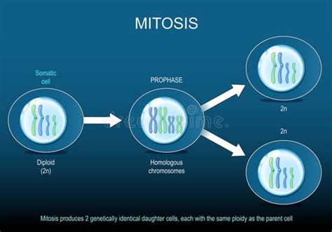 Mitosis Somatic Cell Division Stock Vector Illustration Of