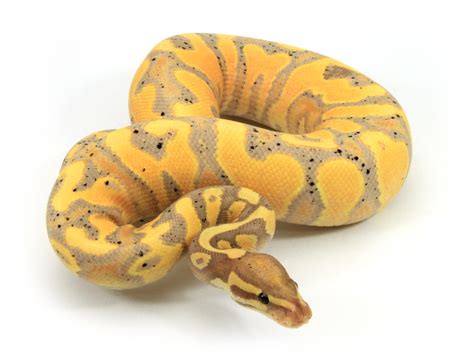 Banana Ball Python Wallpapers Wallpaper Cave