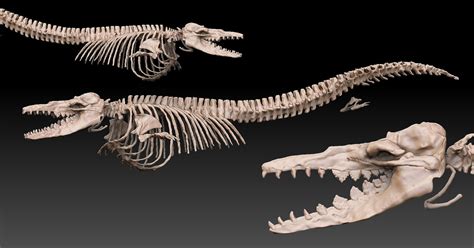Artstation Ancient Whale Skeleton