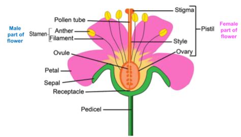 Plant Reproduction Lesson With Videos And Worksheets Edplace