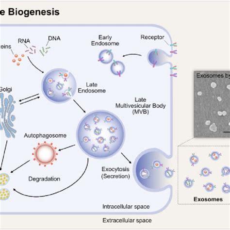 Biological Function Of Exosomes Download Scientific Diagram