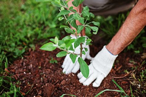 6 Essential Tips For A Successful Tree Installation