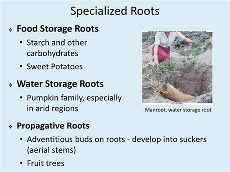 Ppt Roots And Soils Powerpoint Presentation Free Download Id2254120
