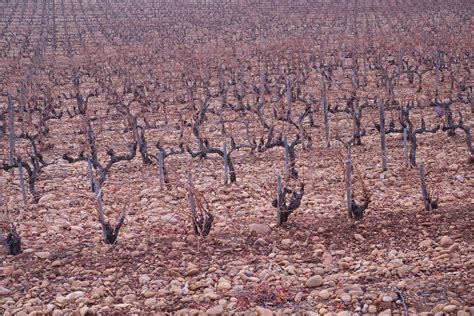 Schiller Wine The Rhône Wine Region In Southern France And Its Wines