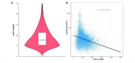 A The Length Distribution Of Polyas B The Correlation Between