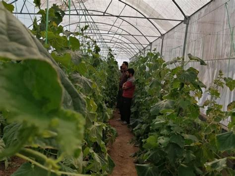 گلخانه‌های کوچک مقیاس، فرصتی مناسب برای اشتغالزایی ایسنا