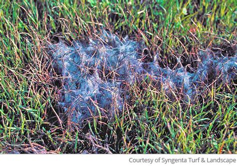 Pythium Blight Disease Identification Guide