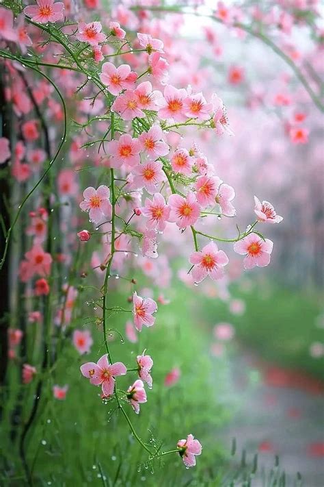 Arooma Ansar Ansararooma On X Flowers Photography Wallpaper Beautiful Flowers Pictures