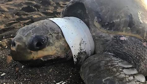 인간이 쓰다가 버린 일회용 플라스틱 컵 목에 끼인 채로 꼼짝도 못하는 바다거북