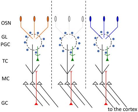 Odor Columns In The Olfactory Bulb Schematic Diagram Of The