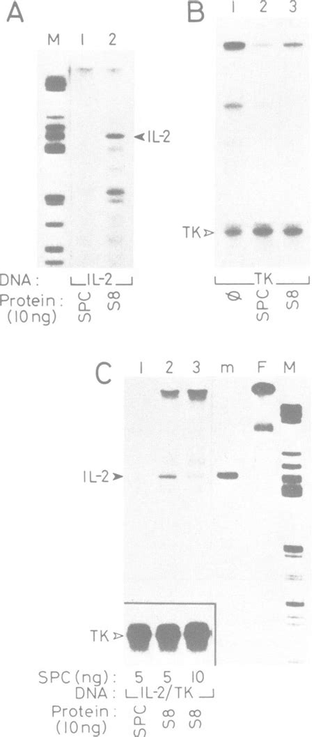 Promoter Specific Silencing And Derepression A And B Sibling Oocytes