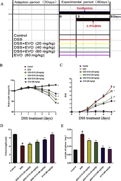 Evo Ameliorated Dss Induced Colitis In Mice A An Experimental Model