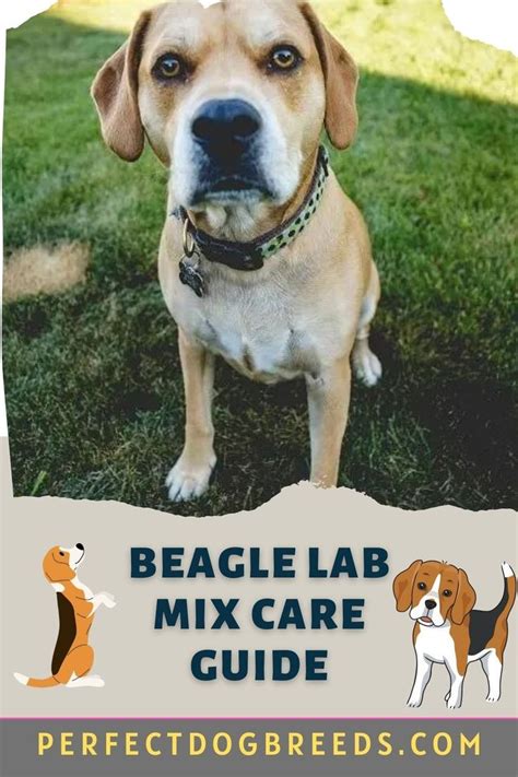 Beagle Lab Mix Care Guide