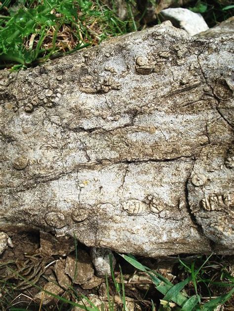 Another Piece Of Fossiliferous Limestone Uk Fossil Collecting