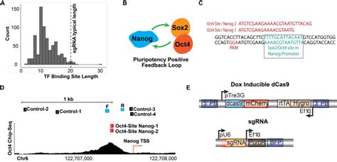 Sgrna Design For Crisrpd To Target The Pluripotency Positive Feedback Download Scientific