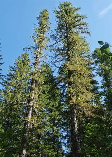 Larix Occidentalis Western Larch 10000 Things Of The Pacific Northwest