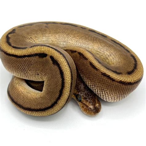 What Is A Pinstripe Ball Python At Pamela Bentley Blog