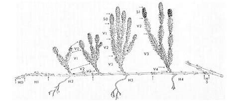 Lycopodium Slide