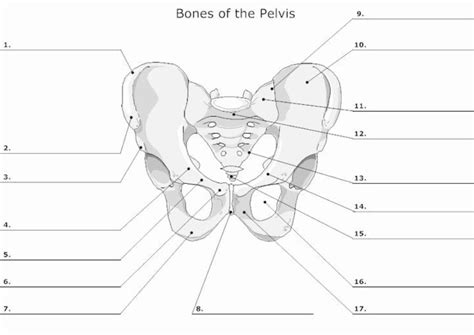 Pelvic Bones Diagram Quizlet