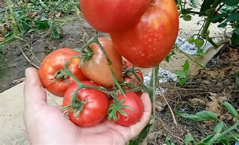Як не слід поливати помідори щоб не занапастити врожай Читайте на Ukr Net