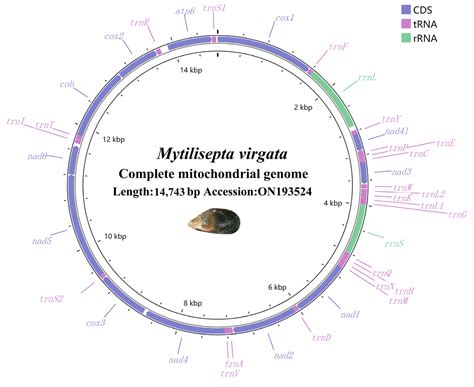The Complete Mitochondrial Genome Of Mytilisepta Virgata Mollusca Bivalvia Novel Gene