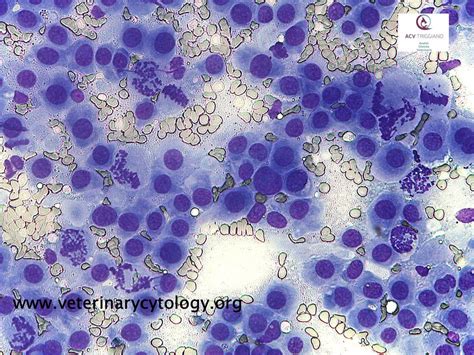 Veterinary Cytologyhaematology Atlas Veterinary Cytology