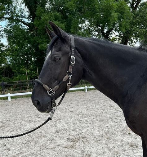 Herr Huseman Reitsport Steffens Gmbh