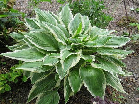 Хоста /Hosta /Функия - Page 109 - Форум HobbyKafe.com