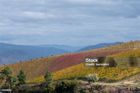 포르투갈의 세계에서 가장 오래된 와인 지역의 다채로운 가을 풍경 계단식 포도원에서 자라는 포도 덩굴의 다른 종류 레드 화이트 및 포트 와인의 생산 0명에 대한 스톡 사진 및