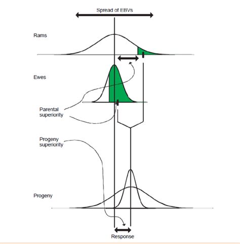 3 Response To Selection Over One Generation Response To Selection Download Scientific Diagram