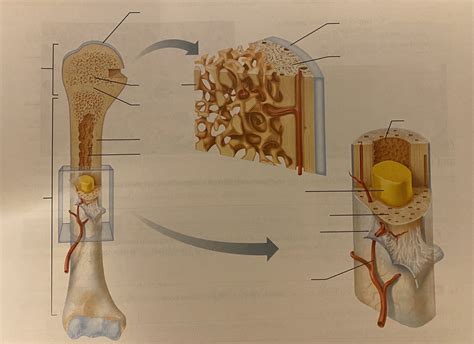 Classification And Structure Of Bones And Cartilages Ex 08