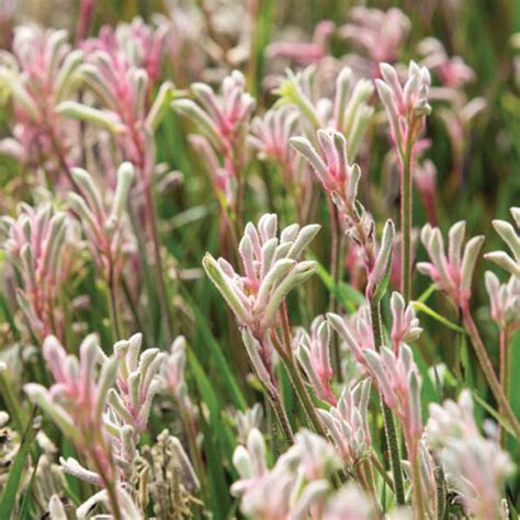 Kangaroo Paws Abc Gardening Australia Magazine Kangaroo Paws Abc Gardening Australia Magazine