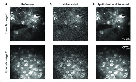Denoising Performance Of Two Representative Synthetic Two Photon Download Scientific Diagram
