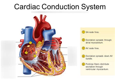 Subendocardial Conducting Network