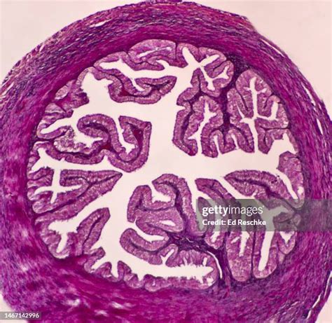 Simple Columnar Epithelium Photos And Premium High Res Pictures Getty