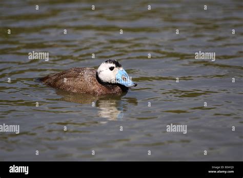 Queue Raide Banque De Photographies Et Dimages à Haute Résolution Alamy