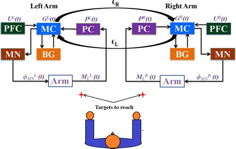 The Cortico Basal Ganglia Model For Bimanual Reaching The Architecture Download Scientific