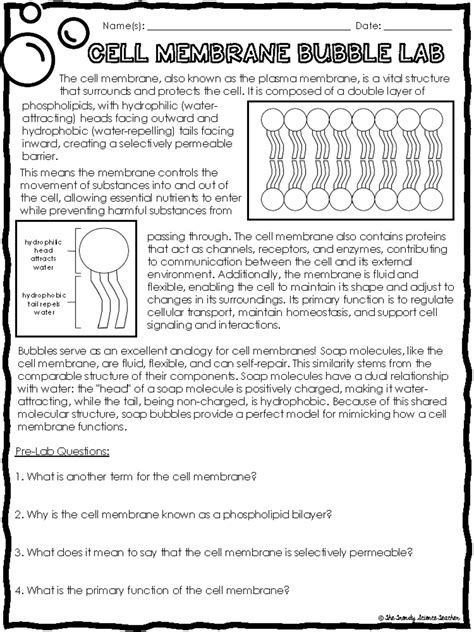Cell Membrane Bubble Lab Understanding Structure And Function Studocu